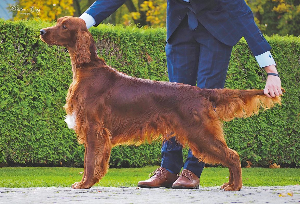 Gwendariff Irish Setters – Gwendariff Irish Setters – A Passion for ...