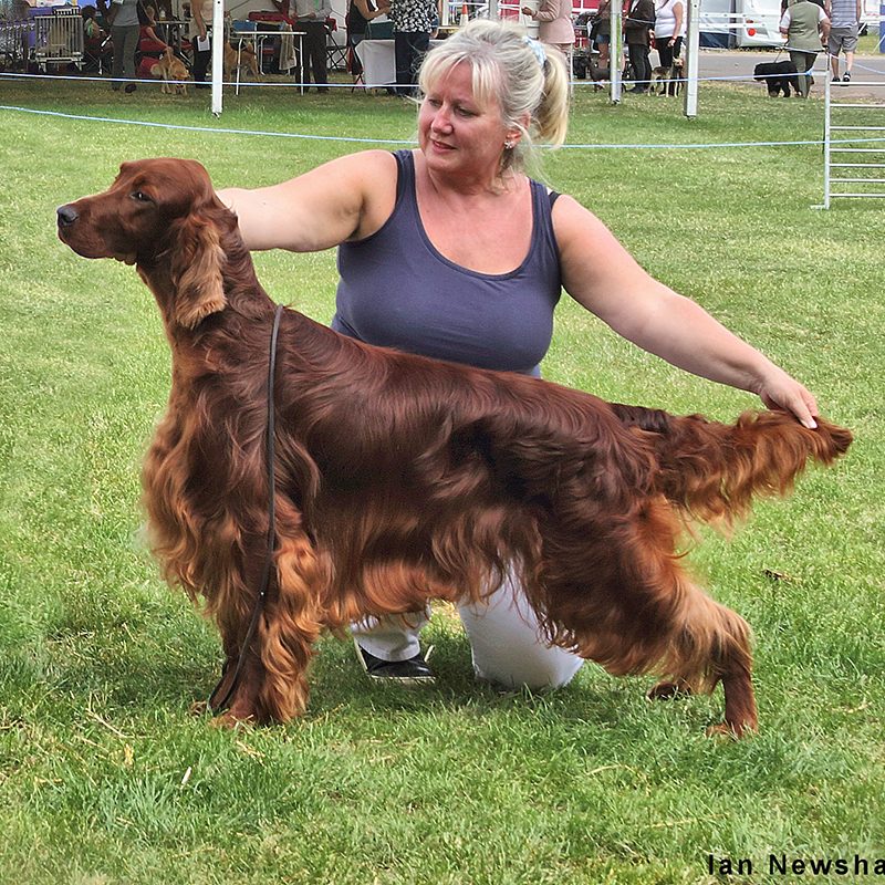 Gwendariff Irish Setters – Gwendariff Irish Setters – A Passion for ...