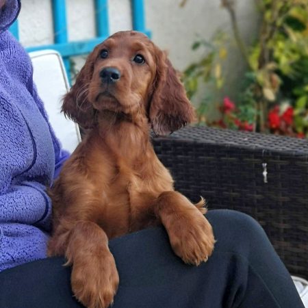 OUR PUPPIES – Gwendariff Irish Setters